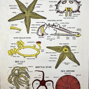 Vintage Starfish Chart, Original 1960s Science and Education School ...
