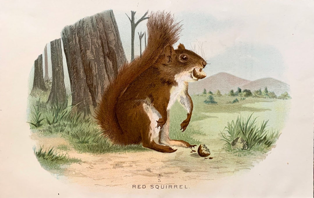Red Squirrel Print Original 1897 Enemies of Poultry - Etsy