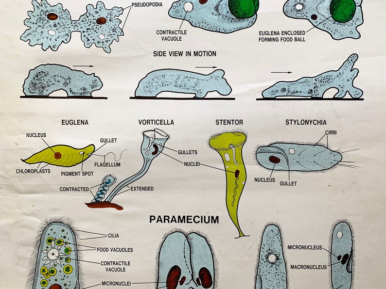 Ameba chart Protozoa chart Original 1970 Science Class | Etsy