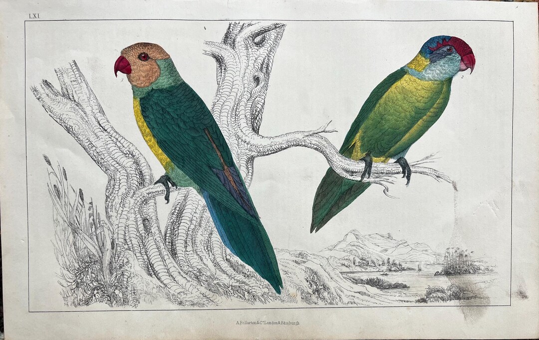 Antique Parakeet Print, Original 1853 Hand Colored Lithograph, Slender ...