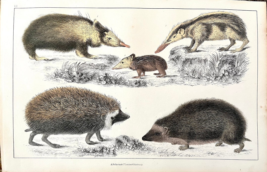 Hedgehog Print, Original 1853 Antique Print, Hand Colored, Tenrec ...