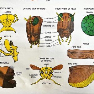 Grasshopper Chart, Arthropoda, Original 1960s Science and Education ...