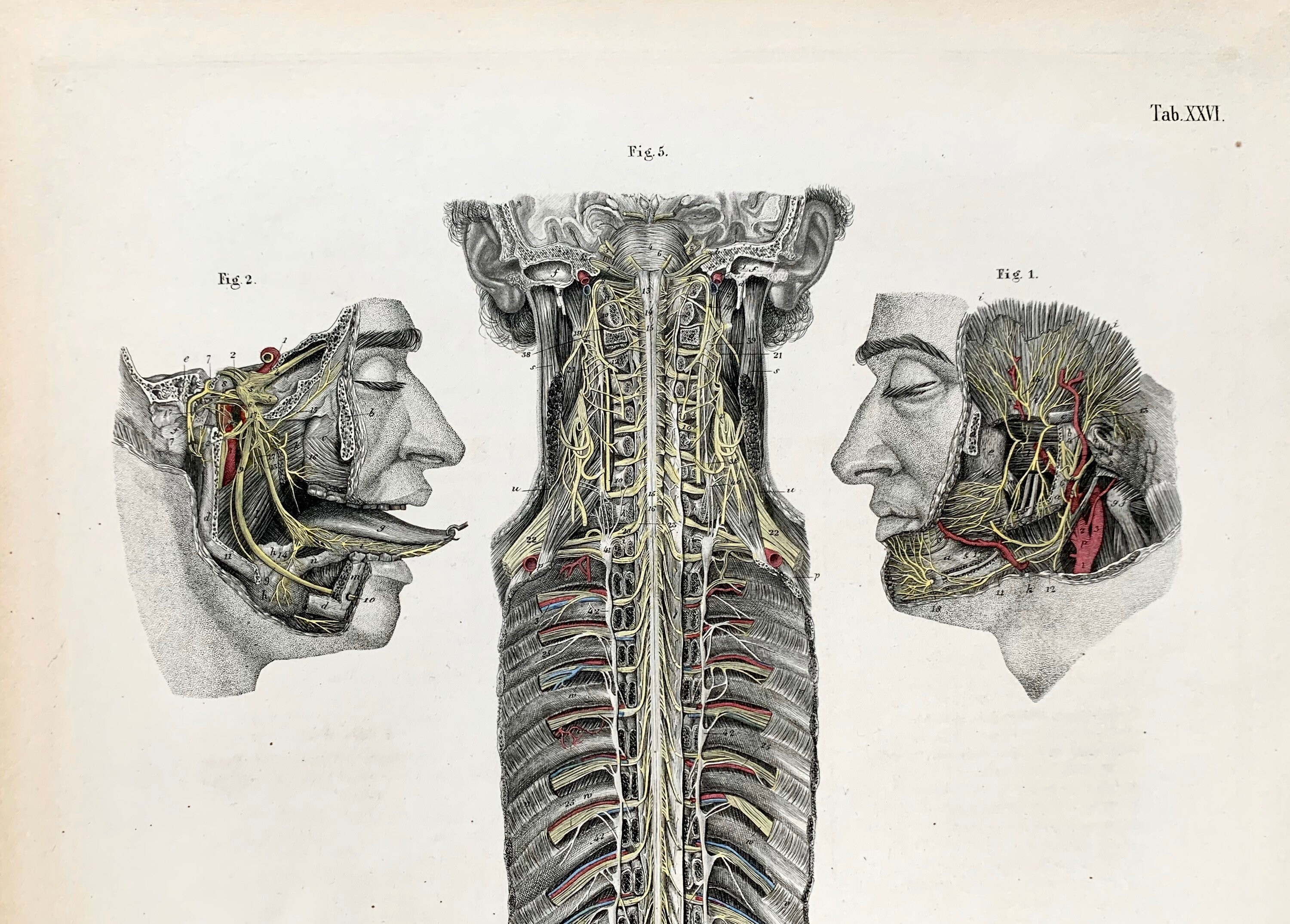 Antique Anatomical Print of Nerves of the Head and Spinal Cord ...