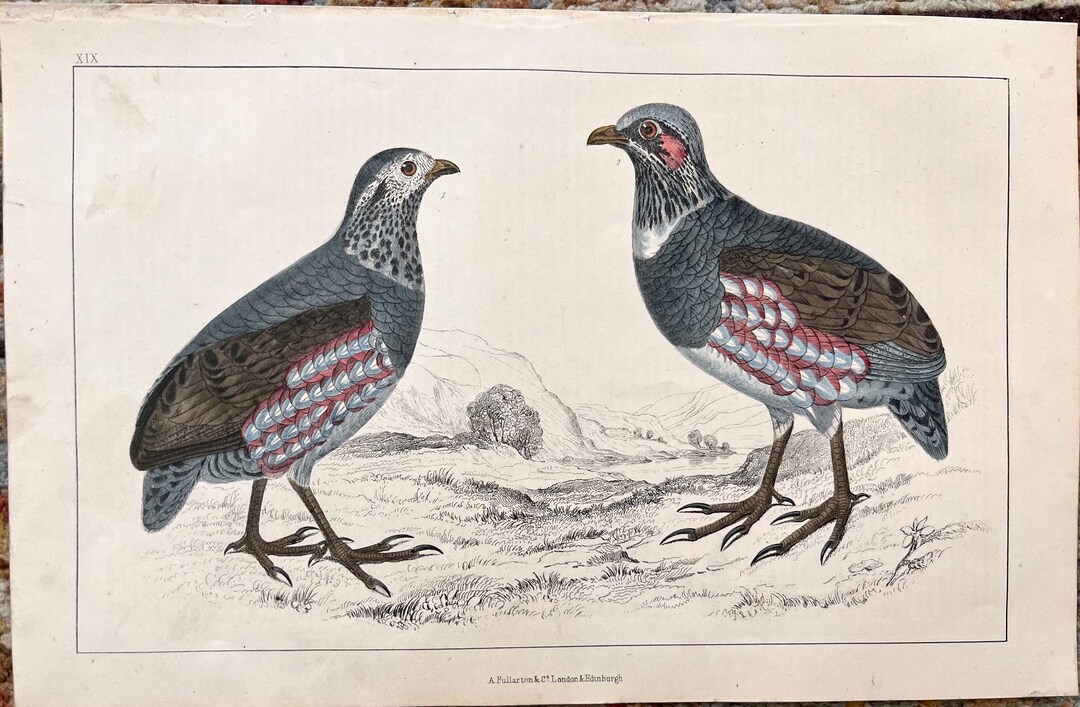 Partridge, Original 1853 Antique Print, Hand Colored, Animated Nature ...