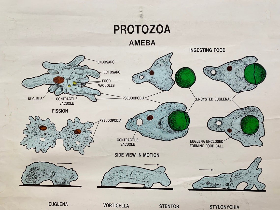 Ameba Chart Protozoa Chart Original 1970 Science Class - Etsy