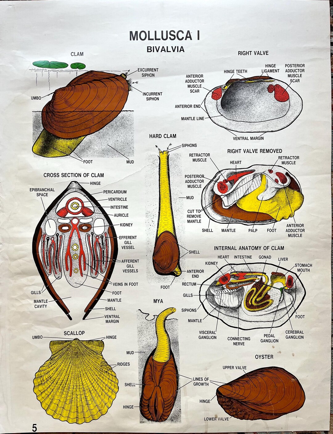 Clam Chart, Original 1960s Science and Education School Diagram ...