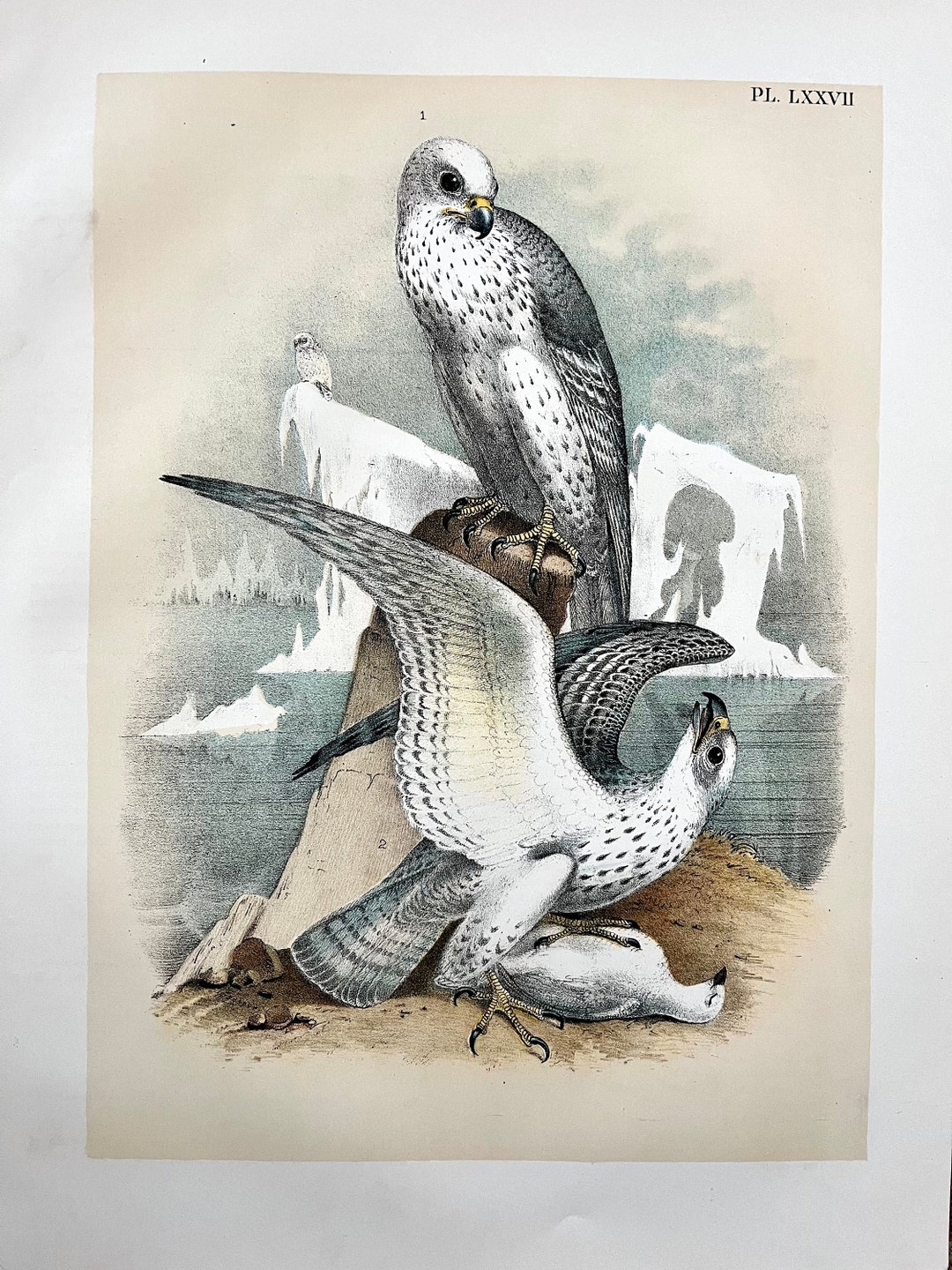 Falcon Print, Original 1903 Birds of North America, Ornithology, Studer ...