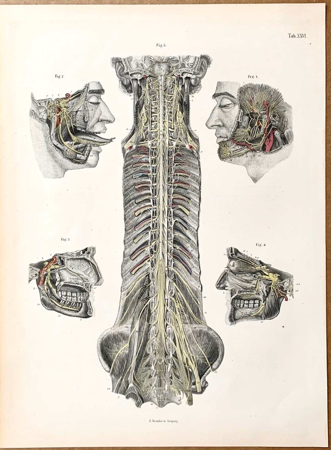 Antique Anatomical Print of Nerves of the Head and Spinal Cord ...