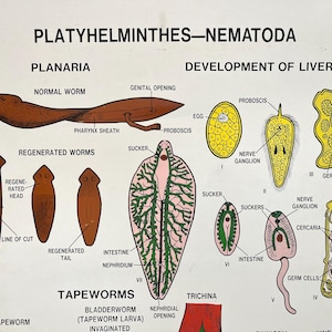 Platyhelminthes Chart, Nematoda, Original 1960s Science and Education ...