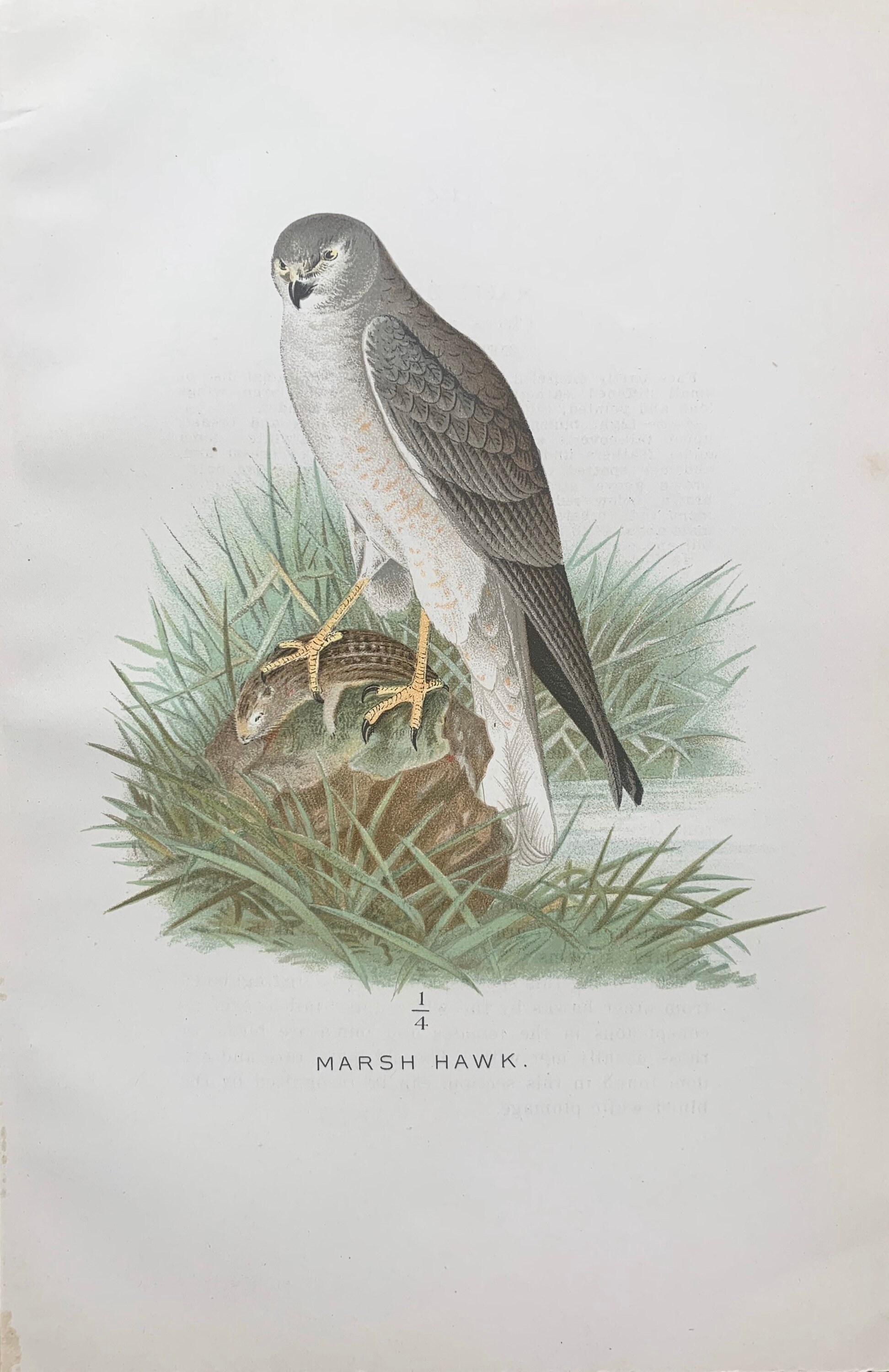 Antique Marsh Hawk Print, Original 1897 Enemies of Poultry, Hawk Print ...