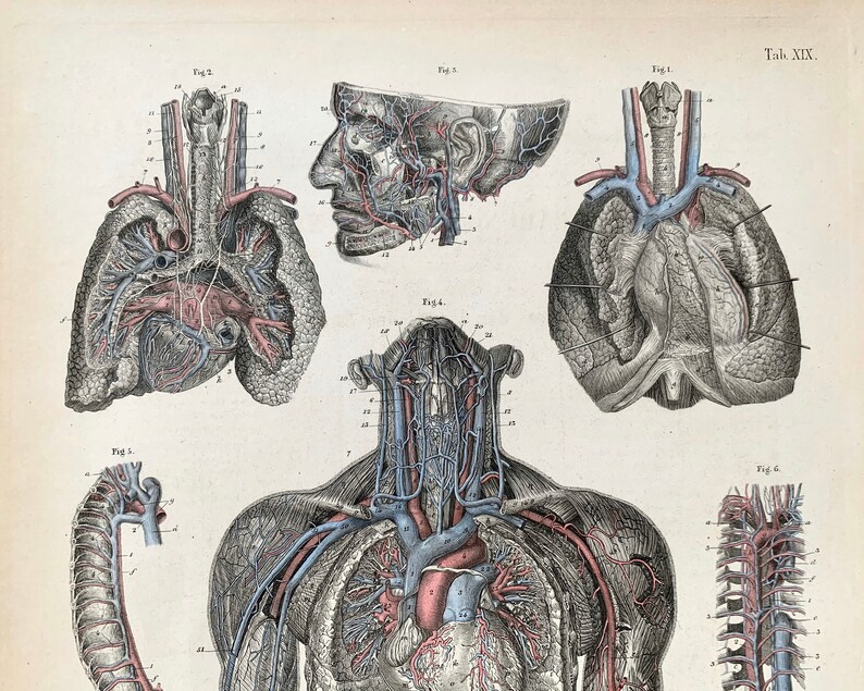 Antique Circulatory System Print Original 1879 German Medical - Etsy
