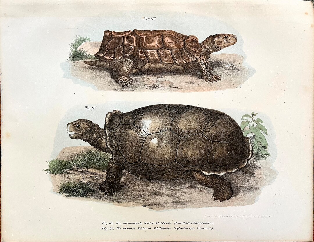 Tortoise Print, Original 1864 German Natural History of Reptiles ...