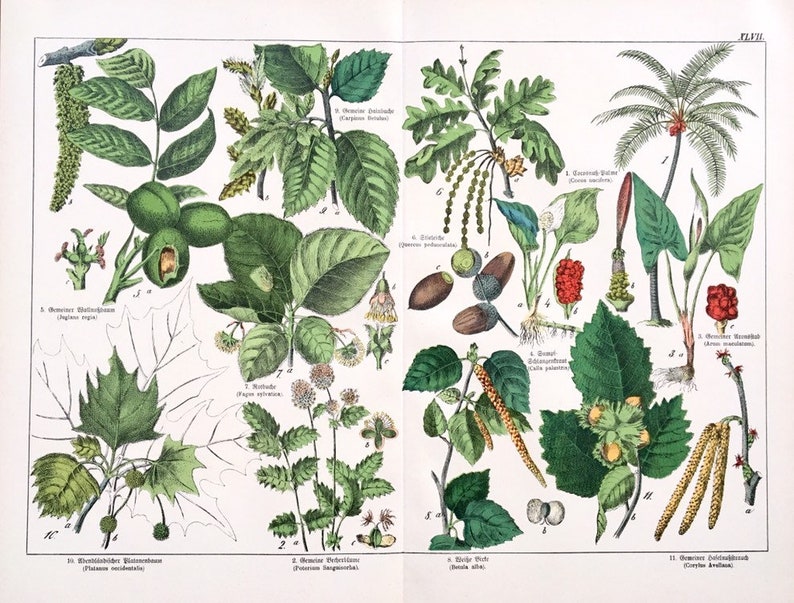 1887 Flowers and Plants, German Colored Engraving, Framable - Etsy