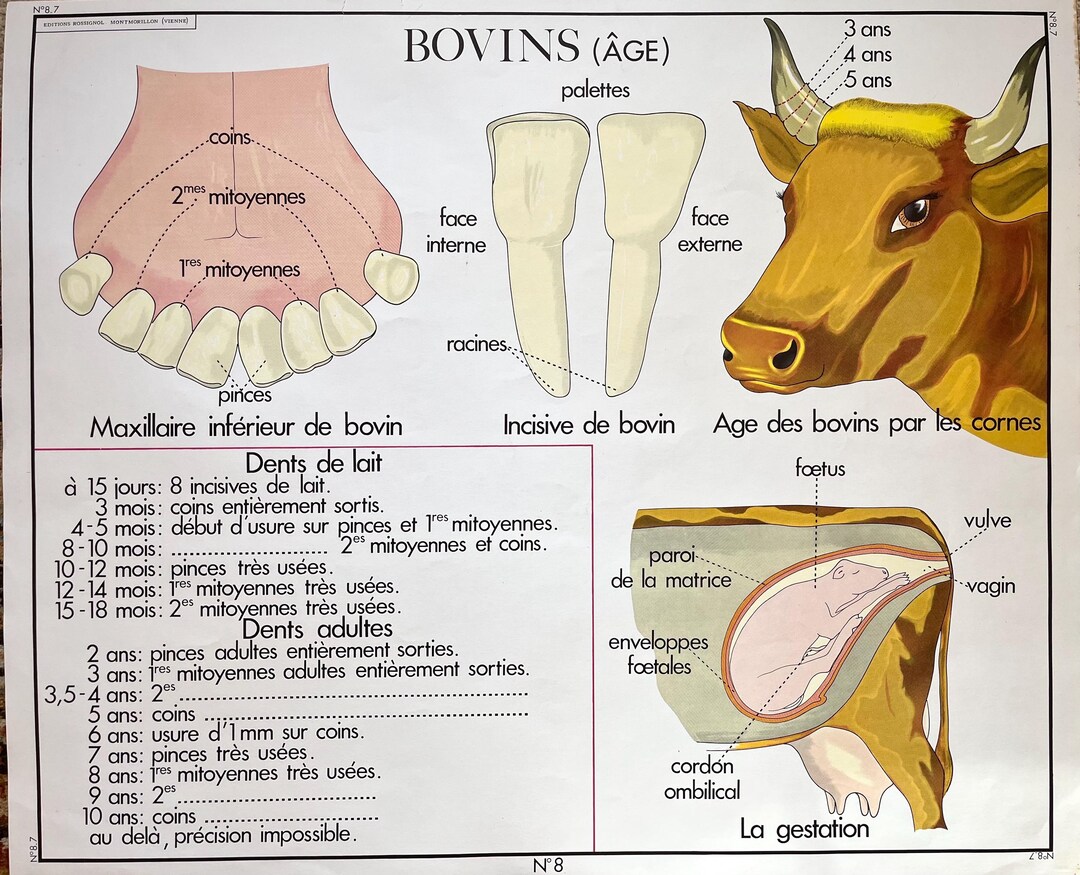 Vintage French Educational Chart, Cows, Bovine, School Poster ...