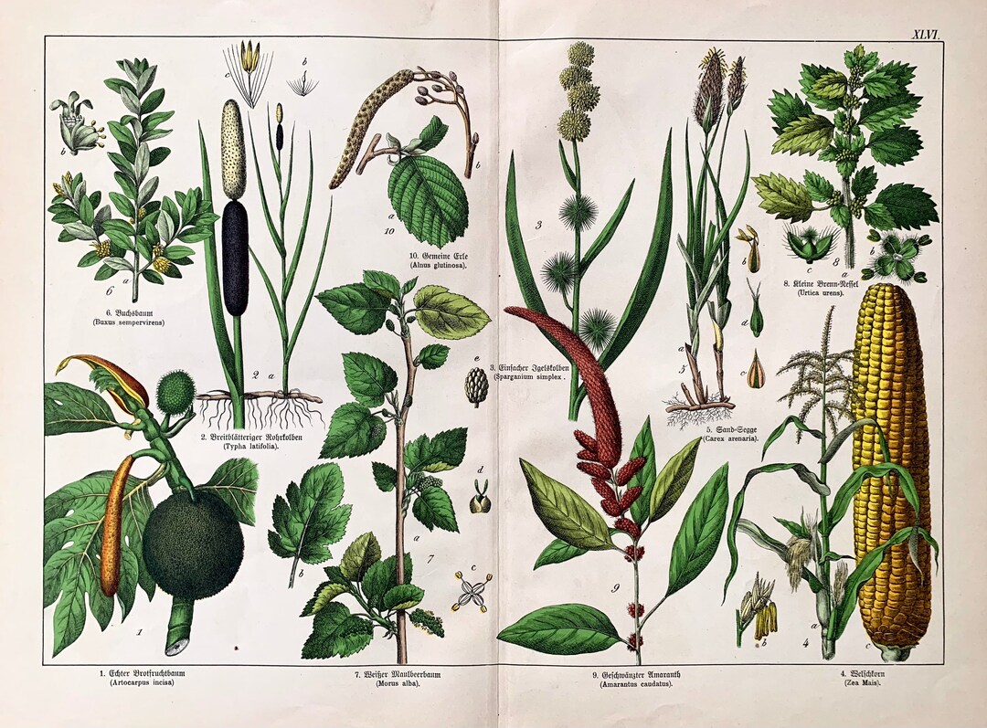 Boxwood Print, Original 1890 German Floral Lithograph, Corn, Mulberry ...