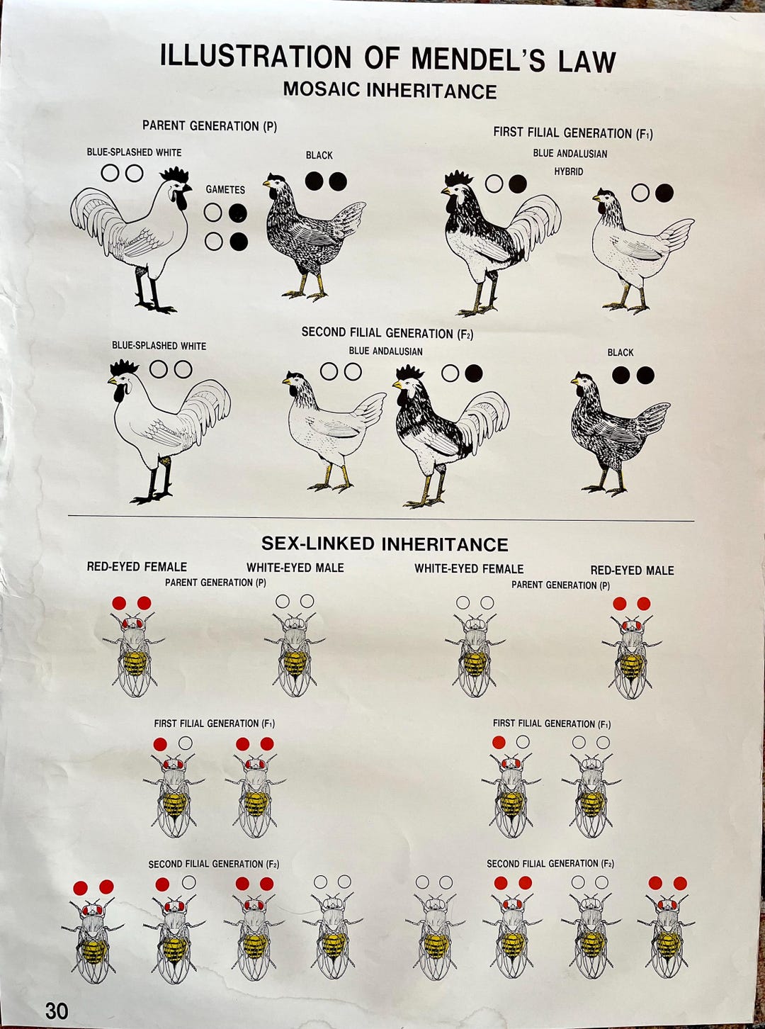 Mendel’s Law Chart, Original 1960s Science and Education Poster, Mosaic ...