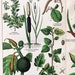 Boxwood Print, Original 1890 German Floral Lithograph, Corn, Mulberry ...