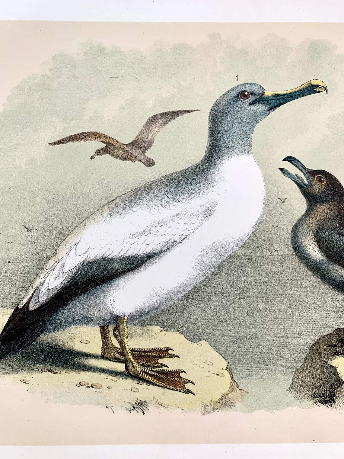 Albatross Print, Original 1881 Birds of North America Print, Skua - Etsy