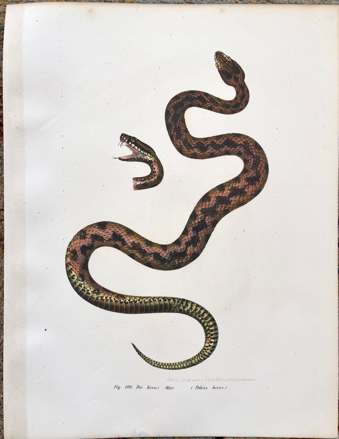 European Adder Snake Print, Original 1864 German Natural History of ...