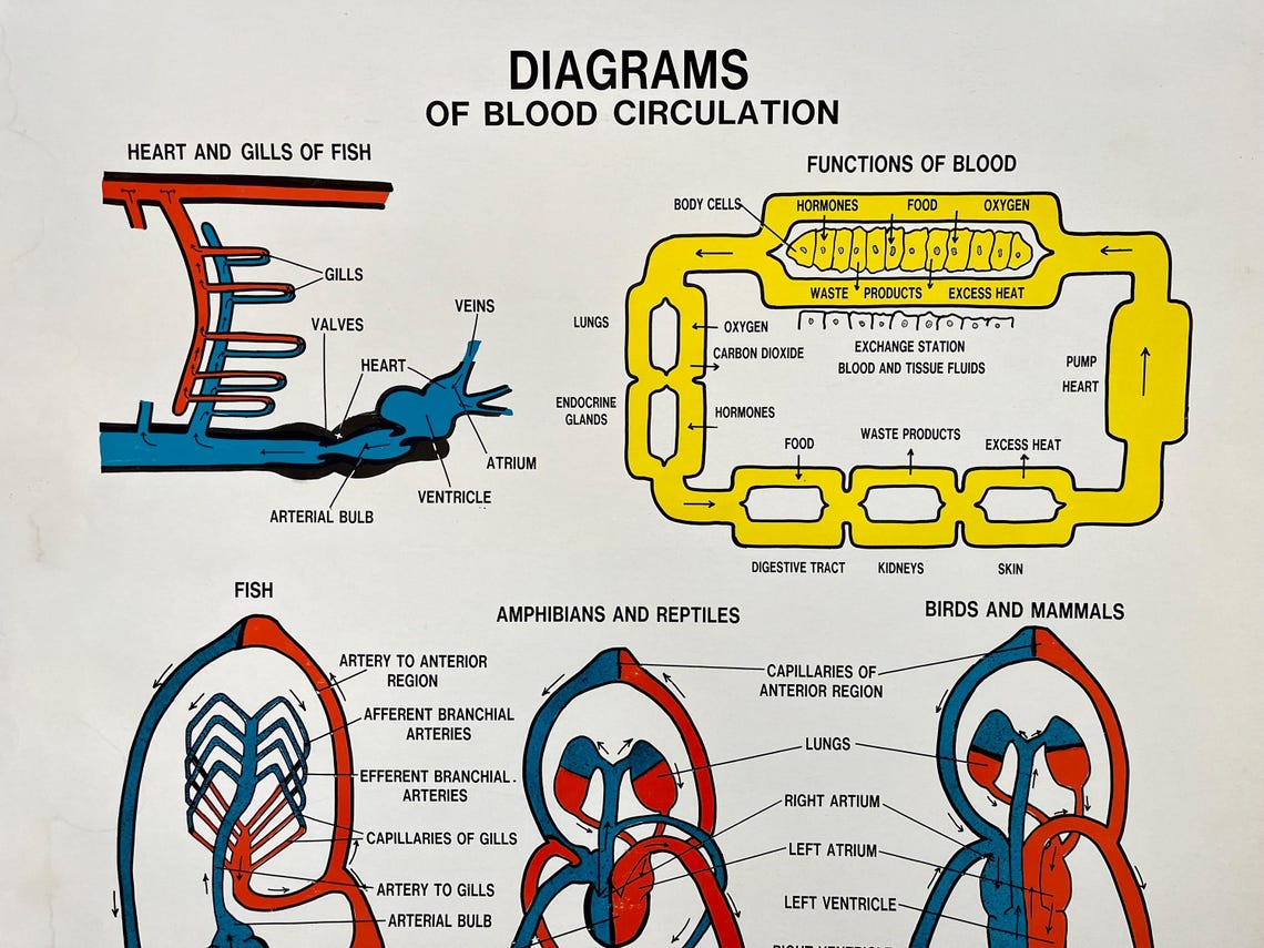 Vintage Blood Circulation Diagram, Fish Heart, Circulatory System ...