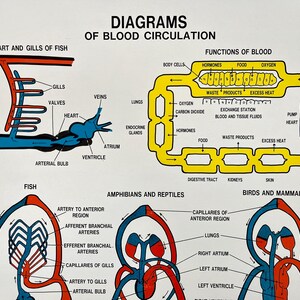 Vintage Blood Circulation Diagram, Fish Heart, Circulatory System ...
