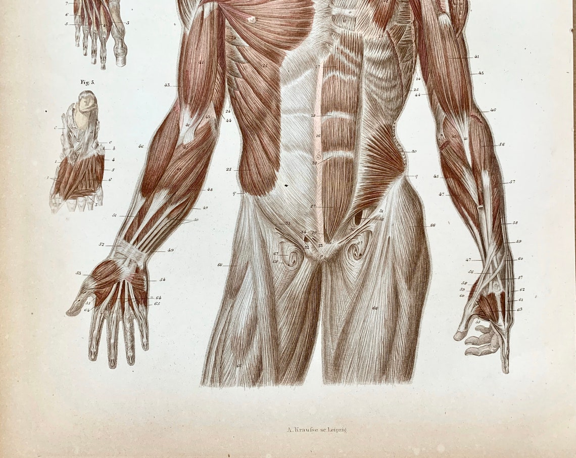 Antique Muscles of the Body Print Original 1879 German Atlas - Etsy