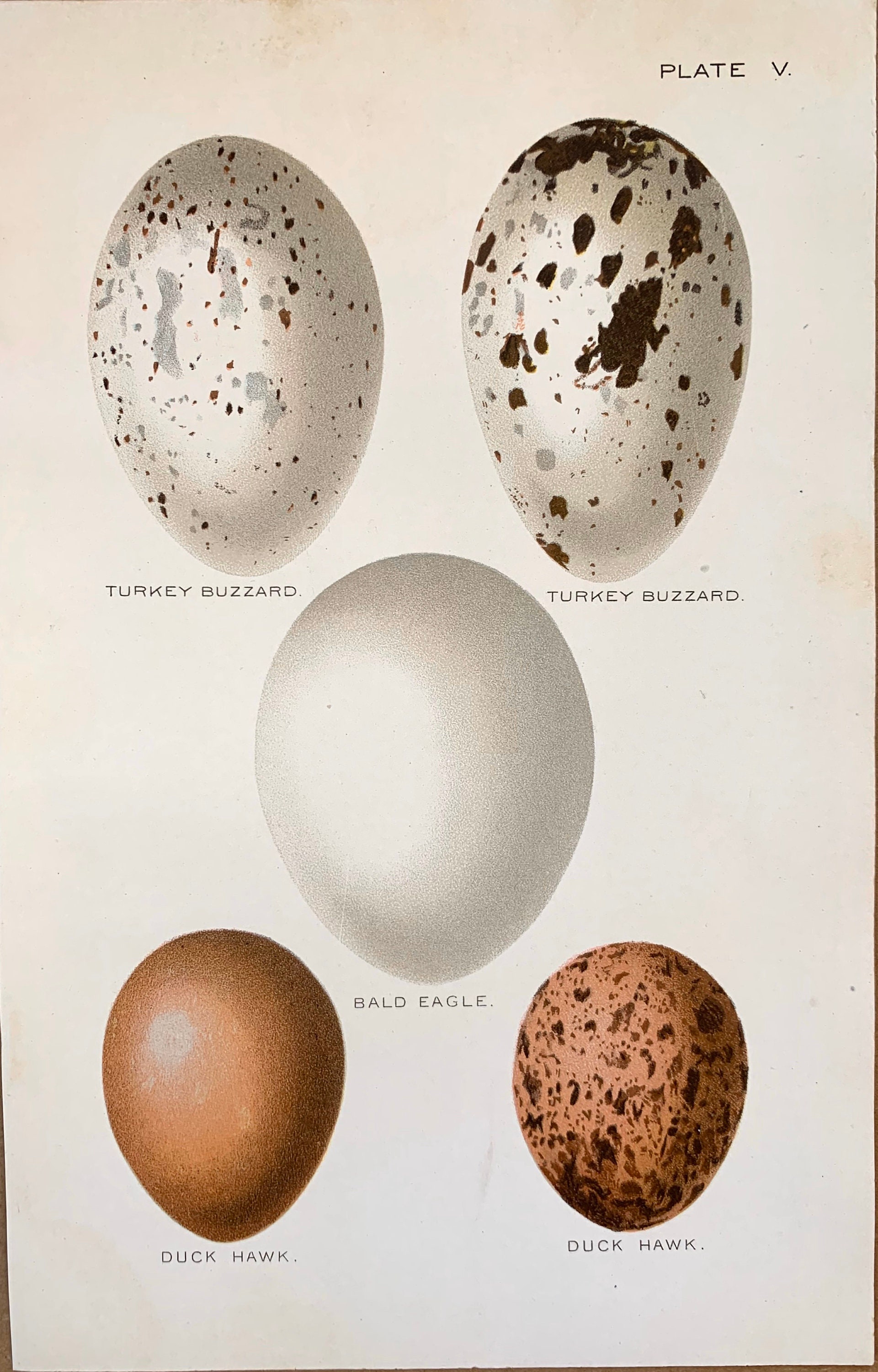 Bird Egg Wall Art Heron Little Egret Egg Antique Bird Egg Print Original Bird Chromolithograph