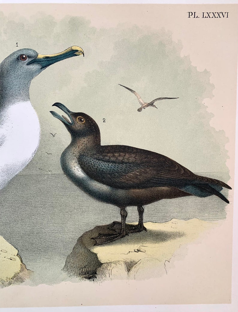 Albatross Print, Original 1881 Birds of North America Print, Skua - Etsy