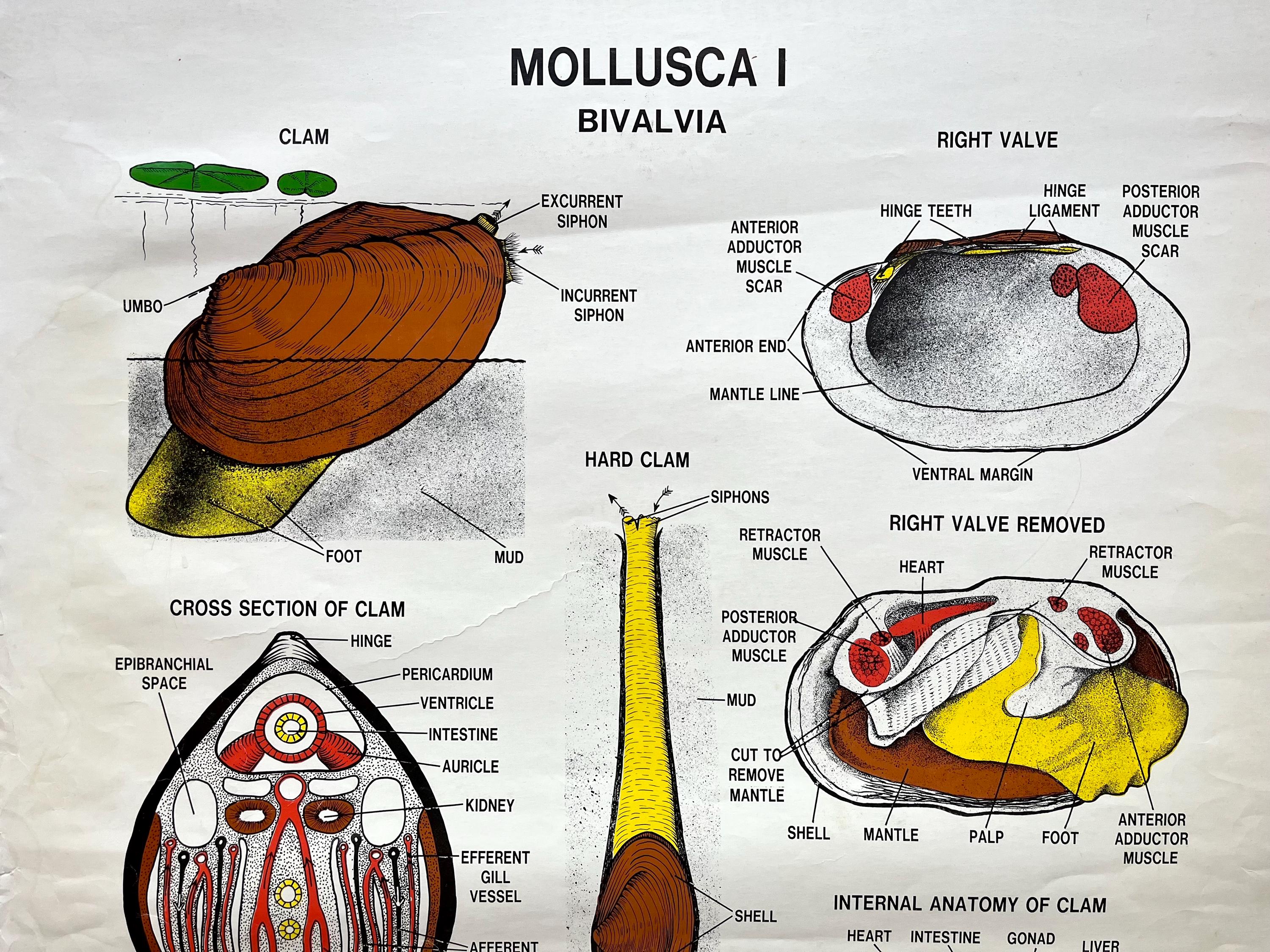 Clam Chart, Original 1960s Science and Education School Diagram, Mollusca, Bivalve, Oyster ...
