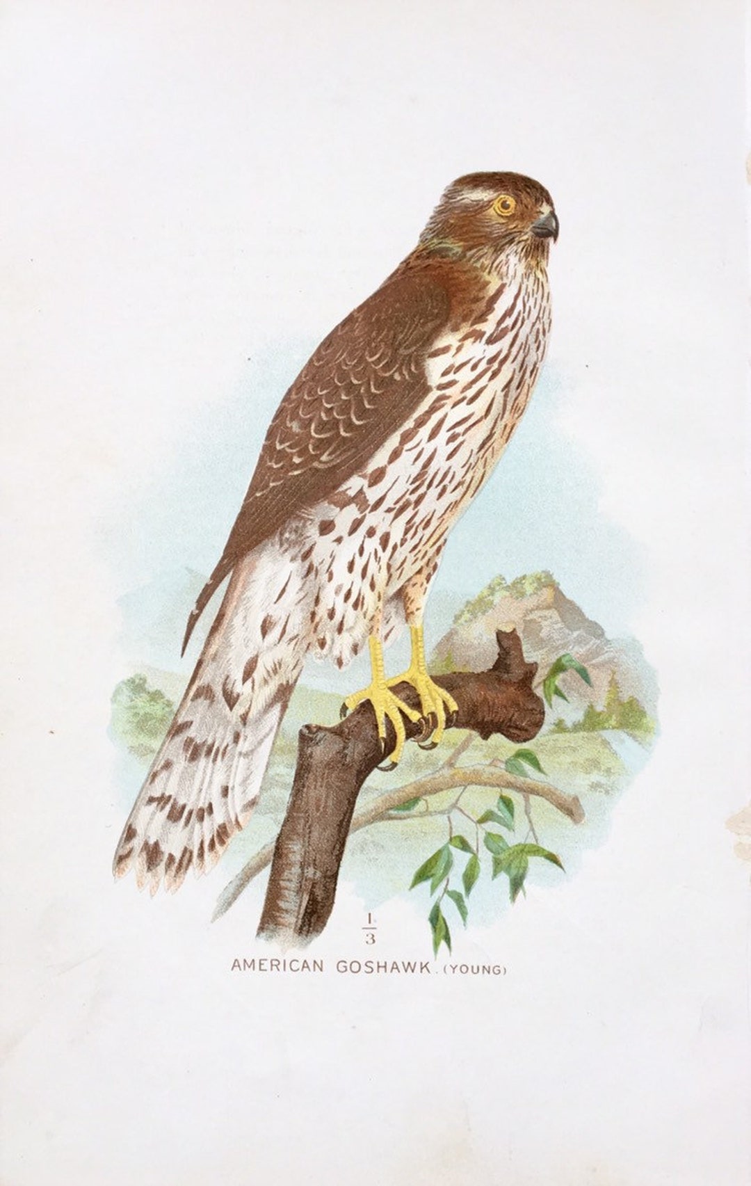 1897 American Goshawk, Original Print, Pennsylvania Birds of Prey ...