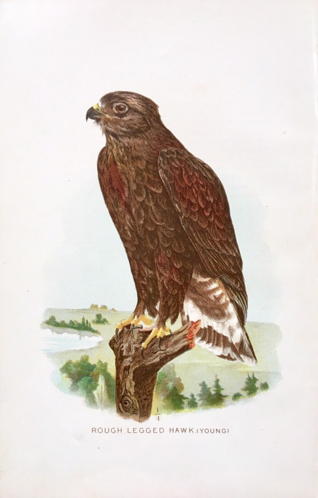 1897 Rough Legged Hawk, Original Print, Pennsylvania Birds, Bird of ...