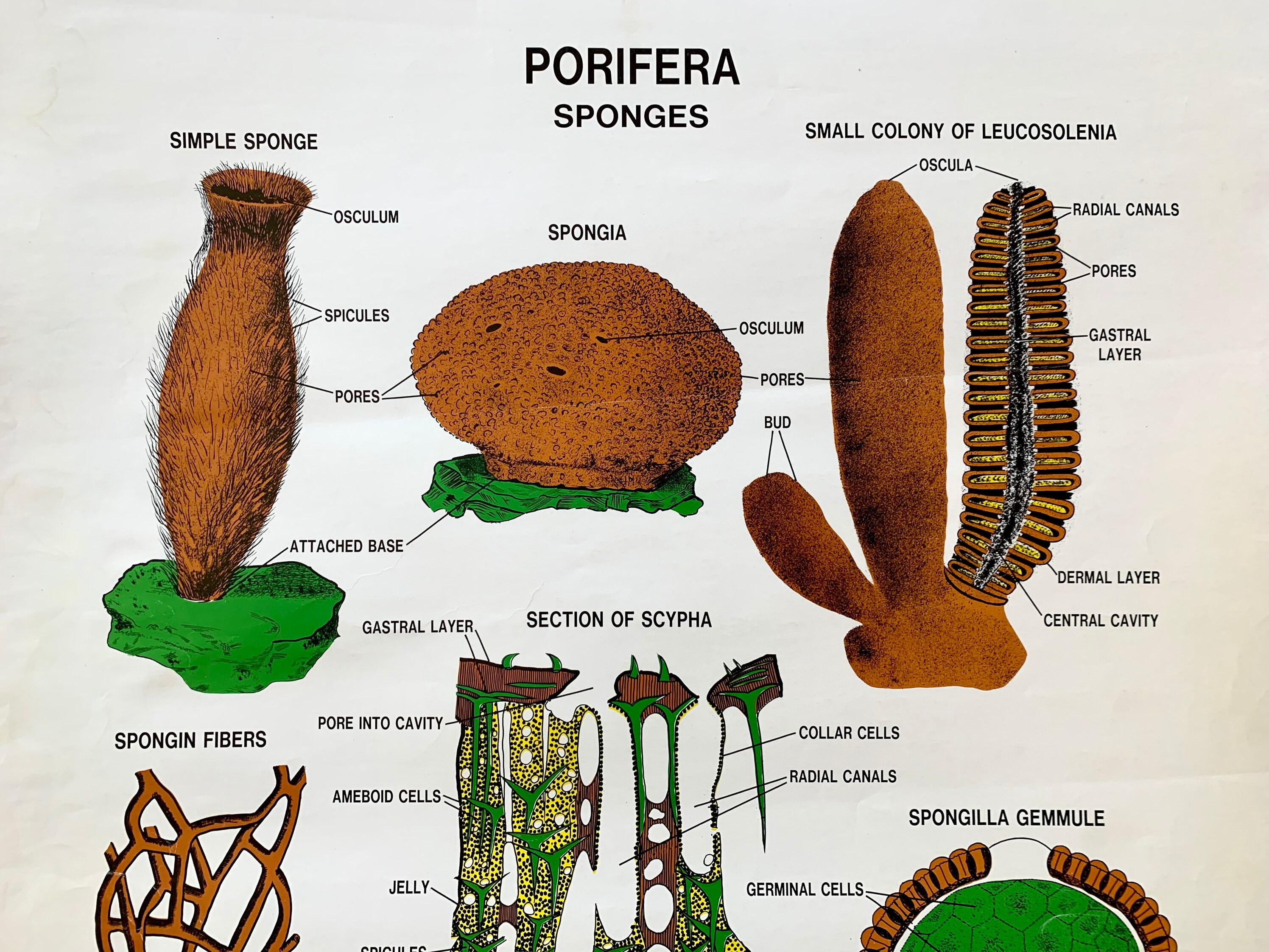 Sponges Chart Original 1970s School Science Class Porifera - Etsy