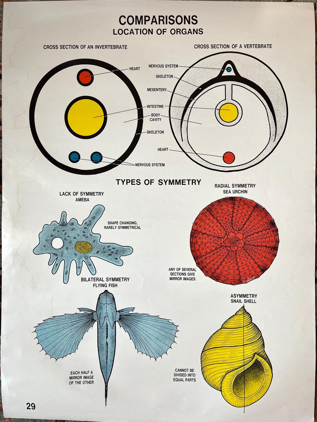 Invertebrate and Vertabrate Organs, Chart, Symmetry, Original 1960s ...