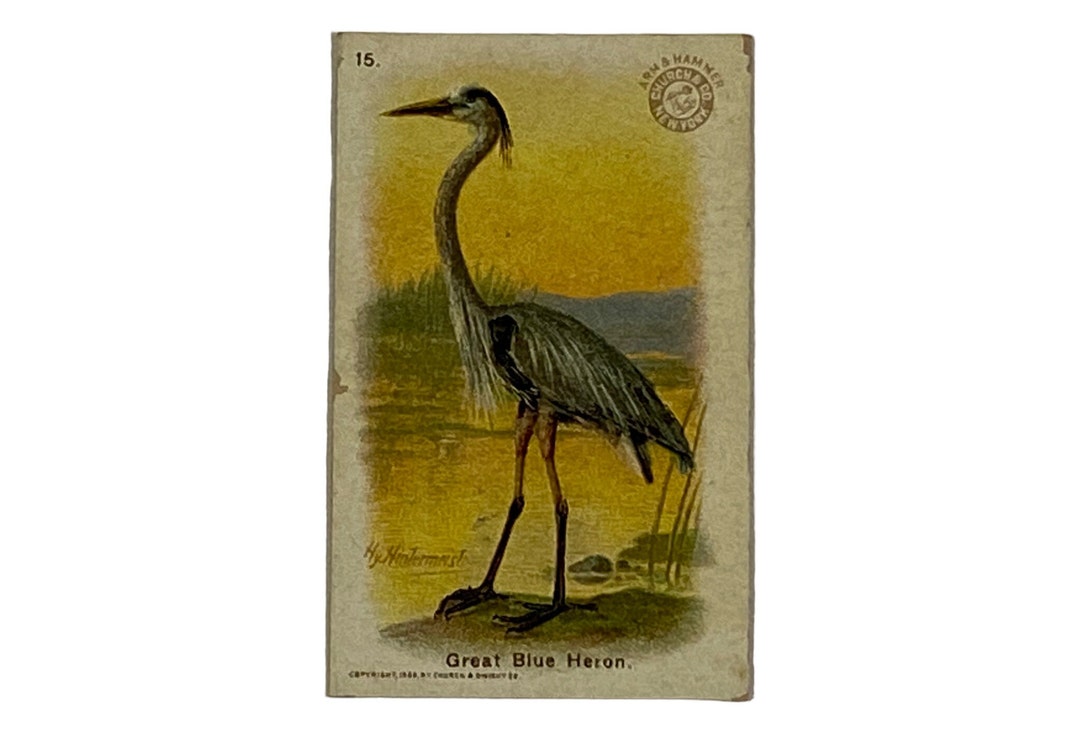 GREAT BLUE HERON Collector's Card 12 Arm & Hammer - Etsy
