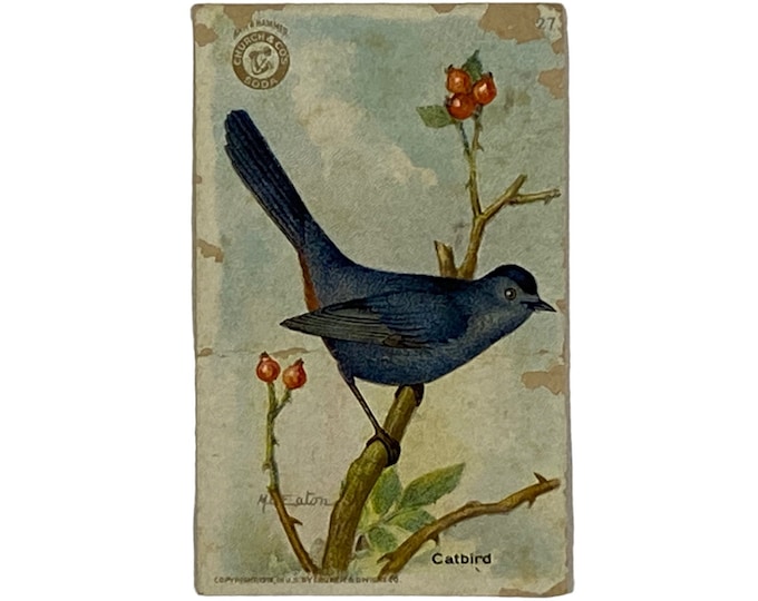 CATBIRD - Collector's Card #19 - Arm & Hammer Useful Birds of America ...