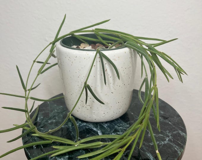 Hoya Linearis - 5 Inch Cutting - Etsy