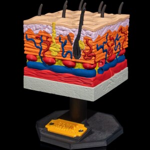 Skin Cross Section - Educational | Human Body III, 3D Printed Anatomy ...