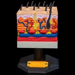 Skin Cross Section - Educational | Human Body III, 3D Printed Anatomy ...