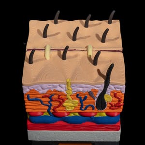 Skin Cross Section - Educational | Human Body III, 3D Printed Anatomy ...