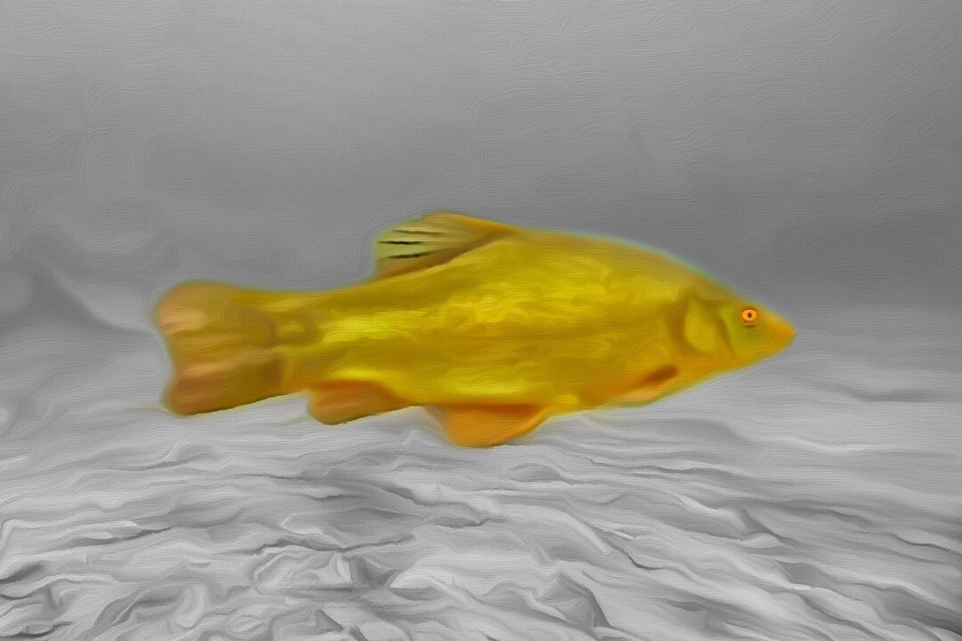 Tench Print Digital Download, Printable Fish Illustration, Fishes Wall ...