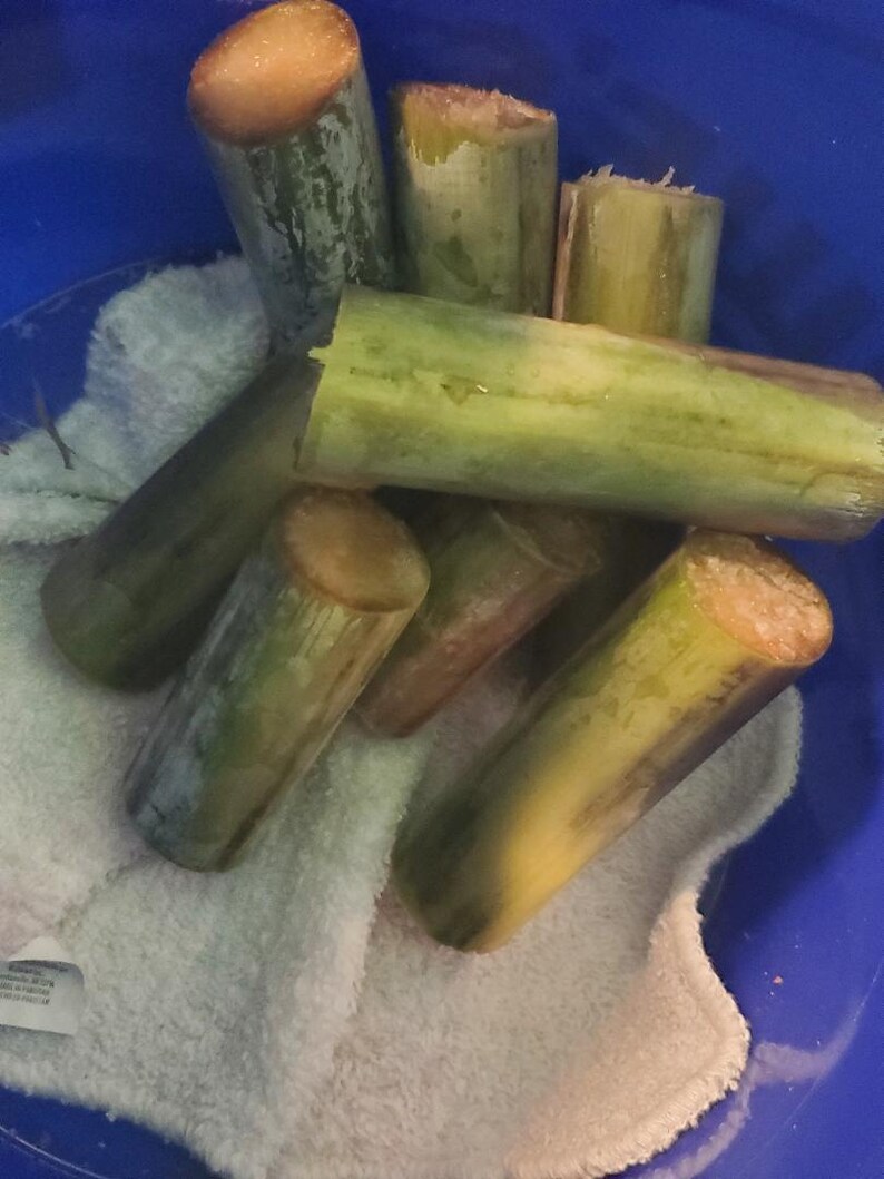 Sugar Cane to Juice or Chew 5 Pounds Healthy Weight Loss - Etsy
