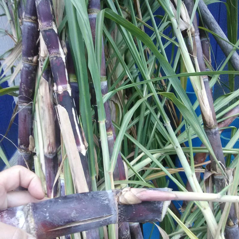 Sugar Cane Plant - Etsy