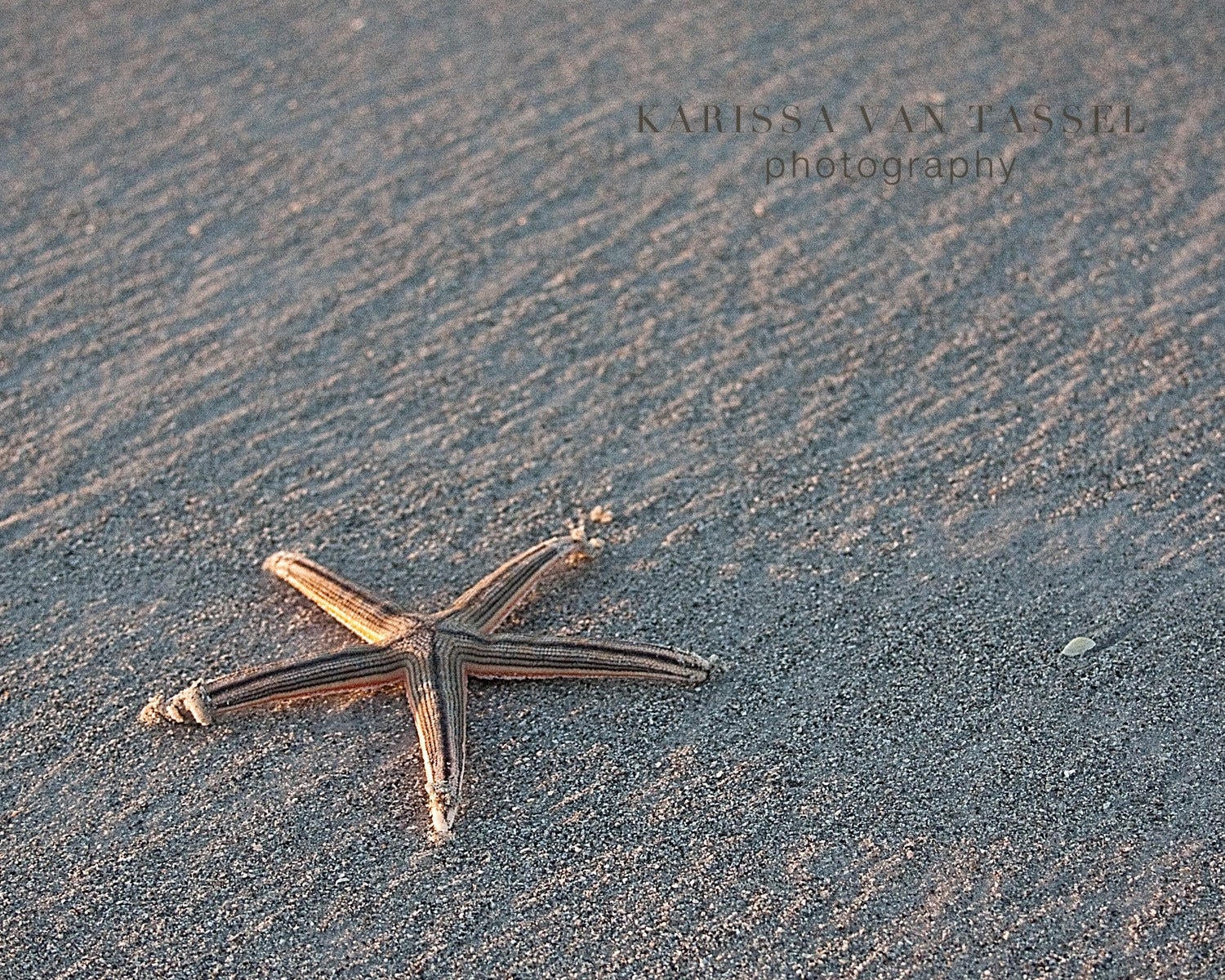 Sanibel Island Starfish Beach Photo Print, Ocean Coastal Wall Art - Etsy