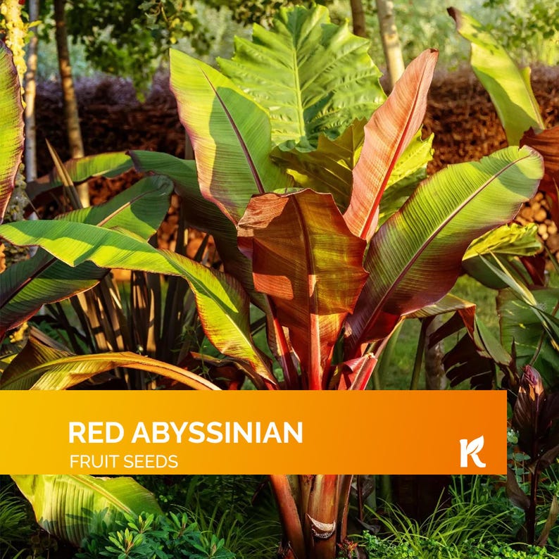 5 PCS - Red Abyssinian Banana Tree Seeds (musa Ensete Ventricosum ...
