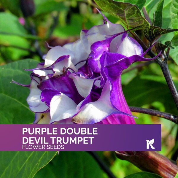 Devils Trumpet - Etsy