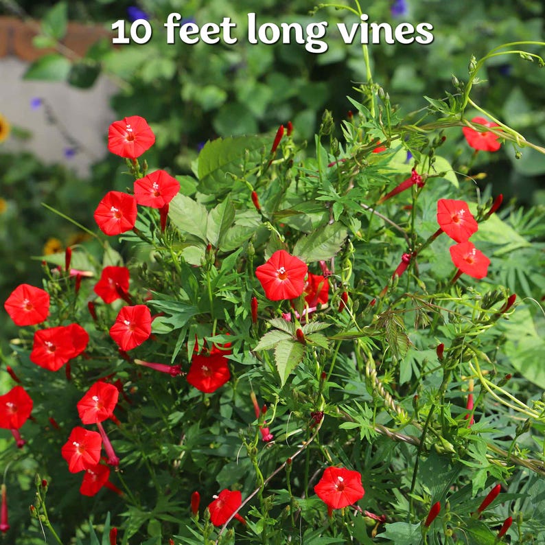 25 PCS - Red Cardinal Climber Vine Seeds (ipomoea × Multifida, Ipomoea ...