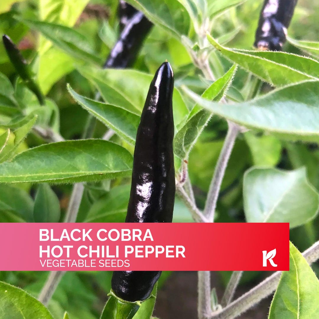 30 PCS - Black Cobra Chilli Hot Pepper Seeds (capsicum Annuum) – Goats ...