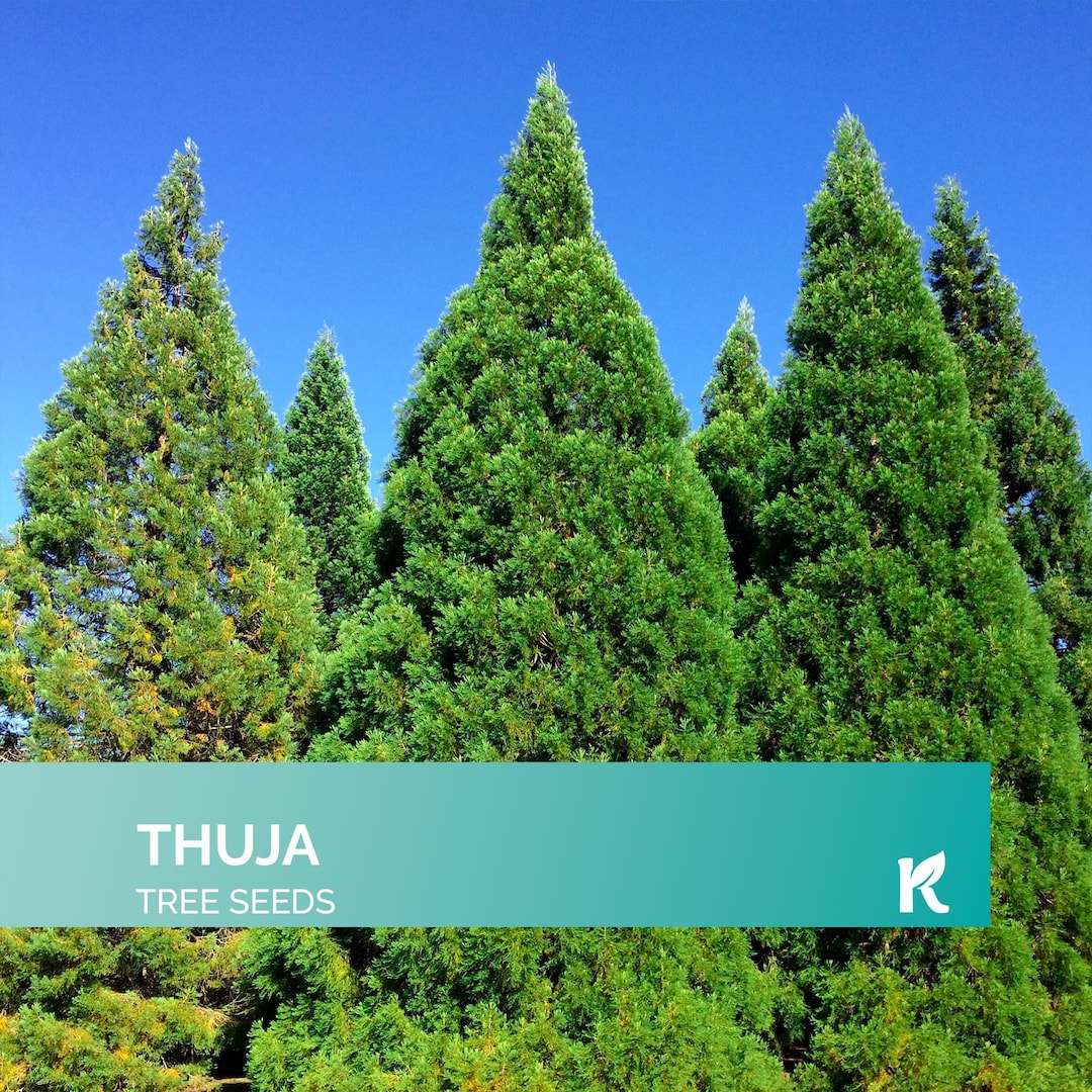 50 PCS - Thuja Tree Seeds (arborvitae / Thuja Occidentalis), American ...