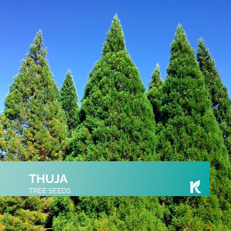 50 PCS - Thuja Tree Seeds (arborvitae / Thuja Occidentalis), American ...