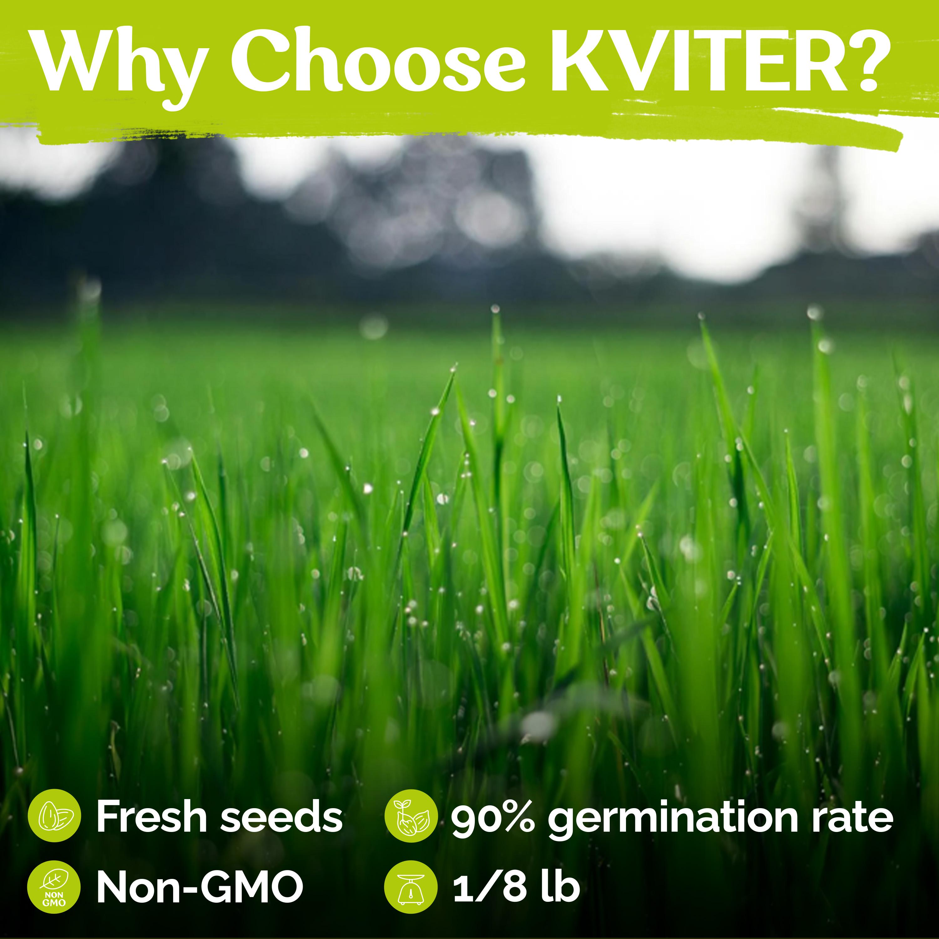 1/4 Lb Zenith Zoysia Grass Seed (zoysia Japonica) – Zenith Zoysia Seeds ...